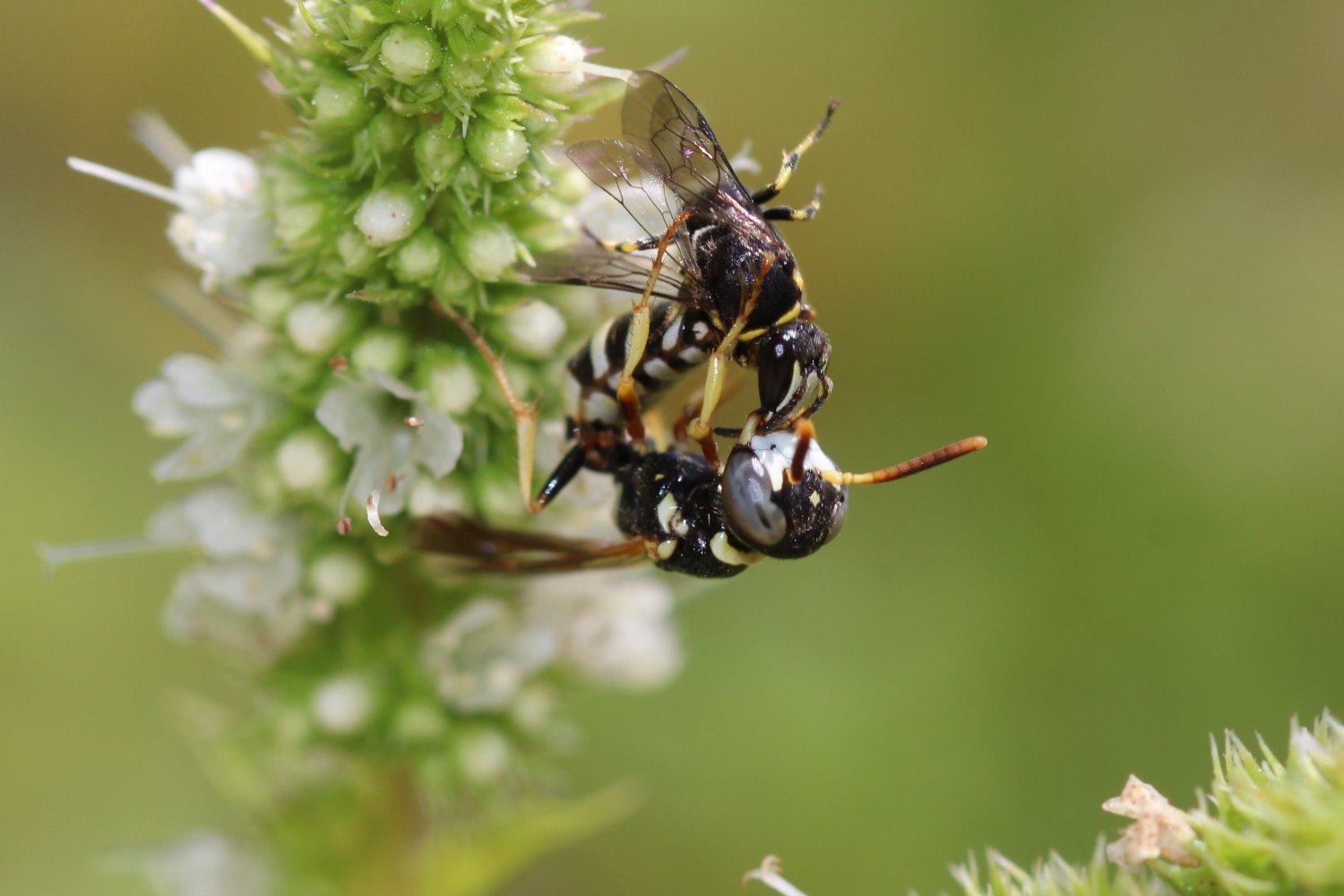 Réf. 194605 — INSECTA > Hymenoptera > Philanthidae > Philanthus ...