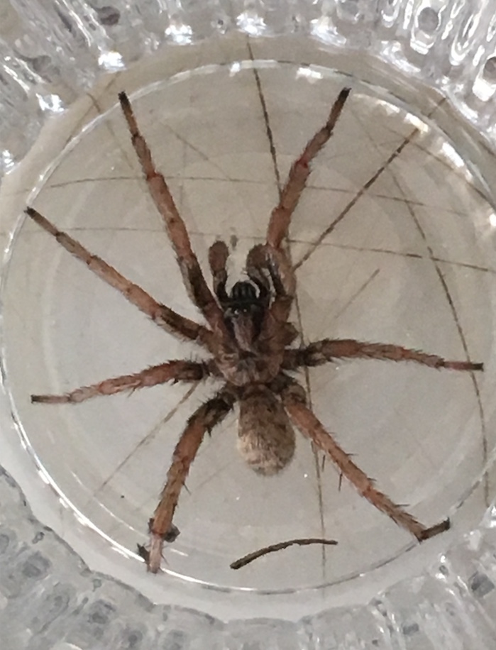 Réf. 194204 — ARACHNIDA > Araneae > Nemesiidae > Nemesia sp. - www ...