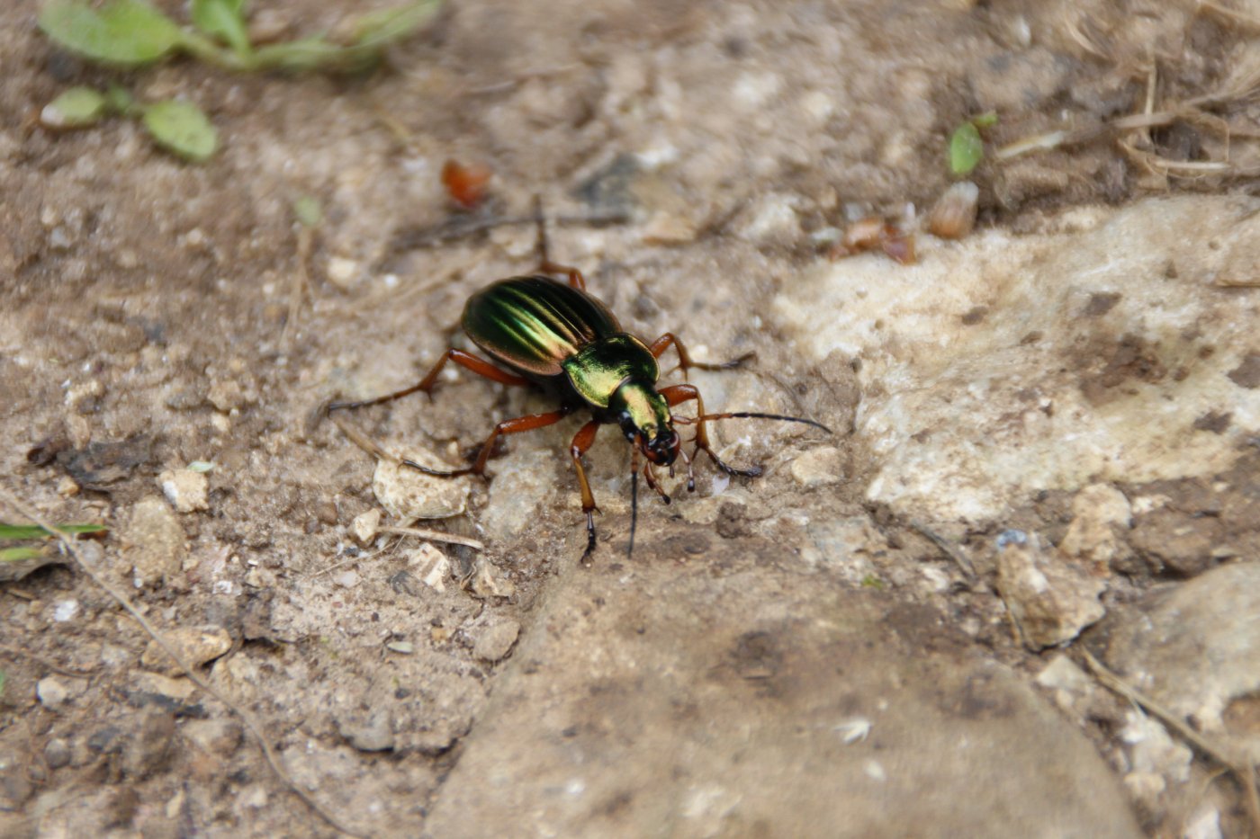 Réf. 195579 — INSECTA > Coleoptera > Carabidae > Carabus (Tachypus ...