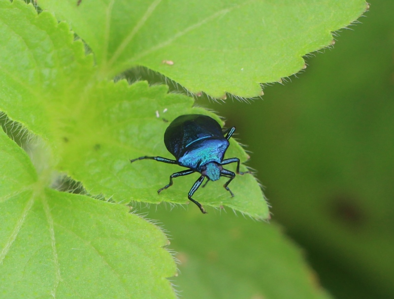 Réf. 195759 — INSECTA > Heteroptera > Pentatomidae > Zicrona caerulea ...