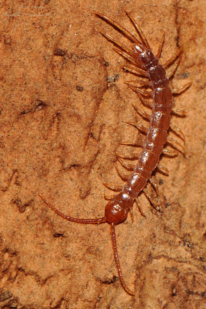 Réf. 196205 — CHILOPODA > Lithobiomorpha > Lithobiidae > Lithobius sp ...