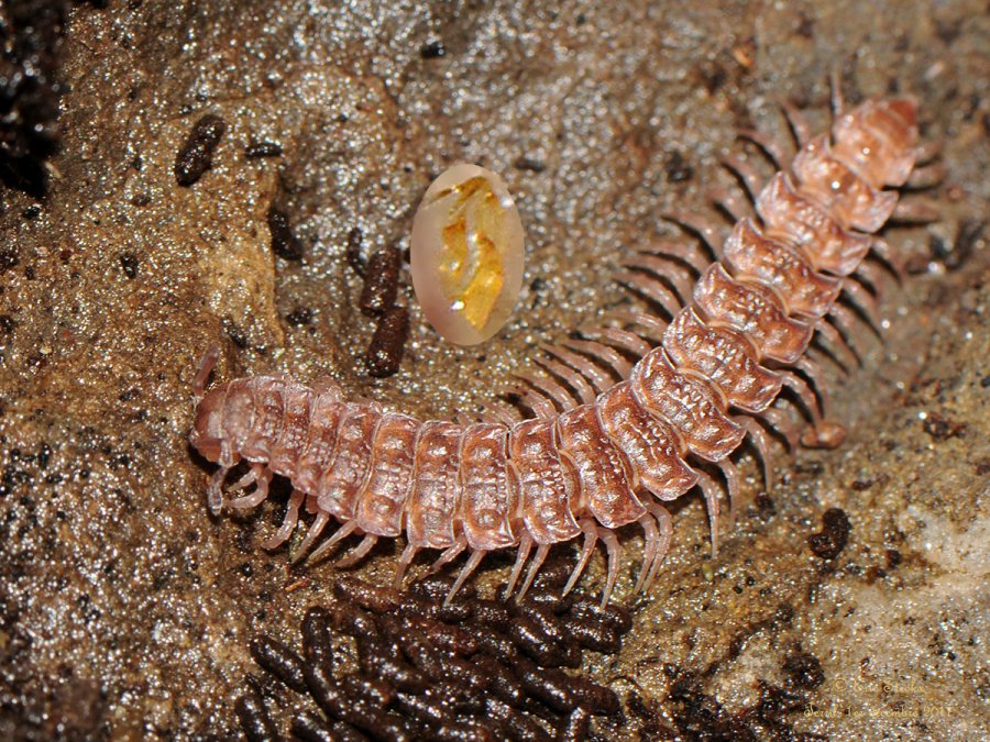 Réf. 196668 — DIPLOPODA > Polydesmida > Polydesmidae > Polydesmus ...