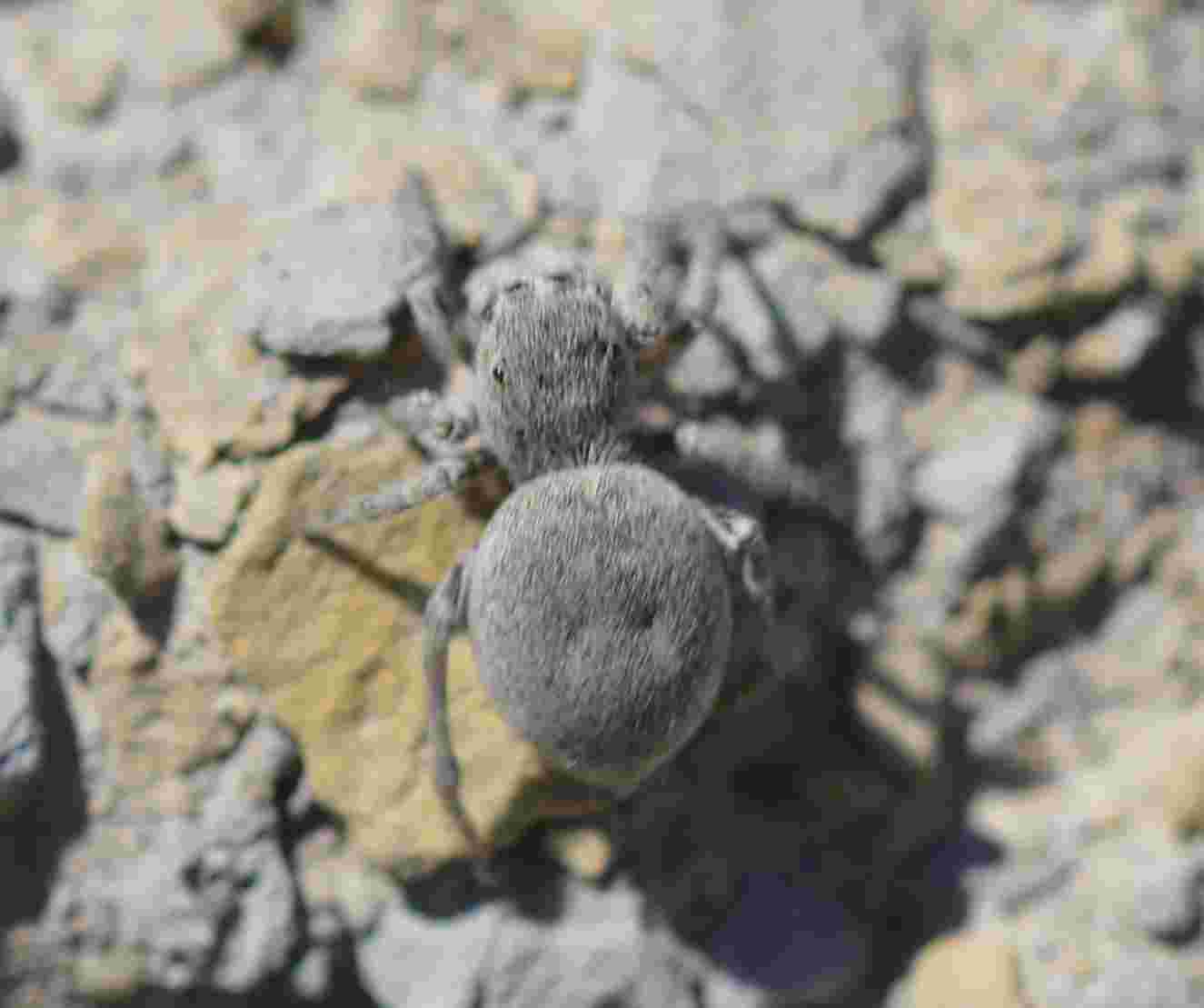 Réf. 196185 — ARACHNIDA > Araneae > Salticidae > Attulus distinguendus ...