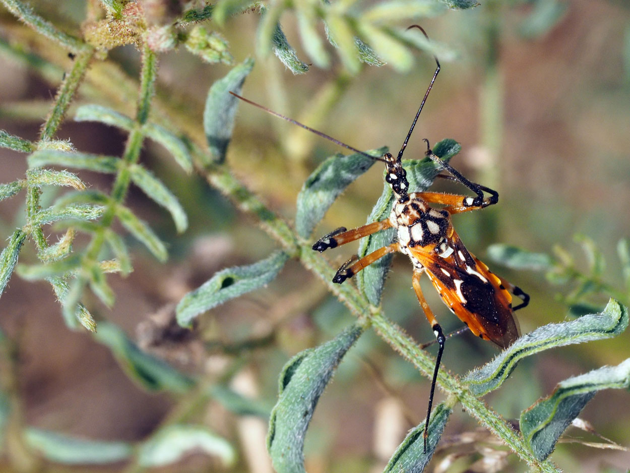 Réf. 197165 — INSECTA > Heteroptera > Reduviidae > Cosmolestes pictus ...