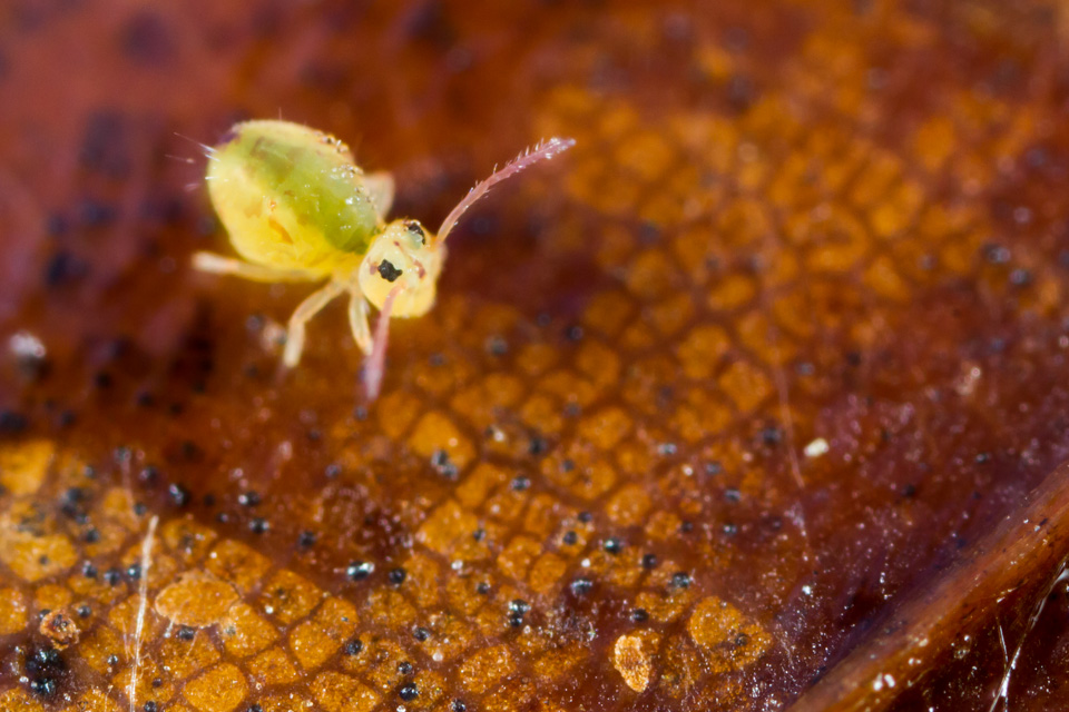 Réf. 197889 — ENTOGNATHA > Collembola > Dicyrtomidae > Dicyrtomina ...