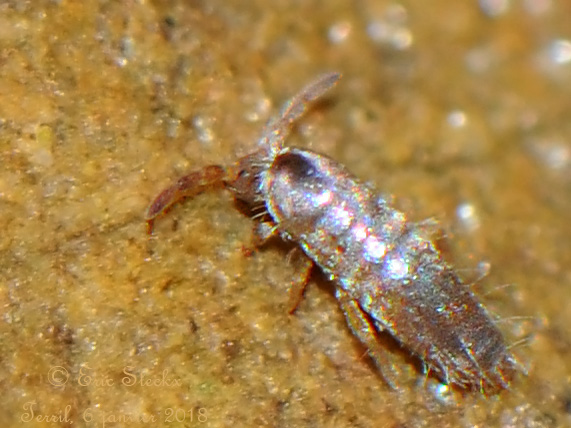 Réf. 198251 — ENTOGNATHA > Collembola > Entomobryidae > Lepidocyrtus ...