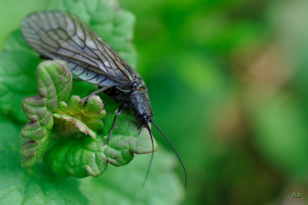 Réf. 198536 — INSECTA > Megaloptera > Sialidae > Sialis sp. - www ...