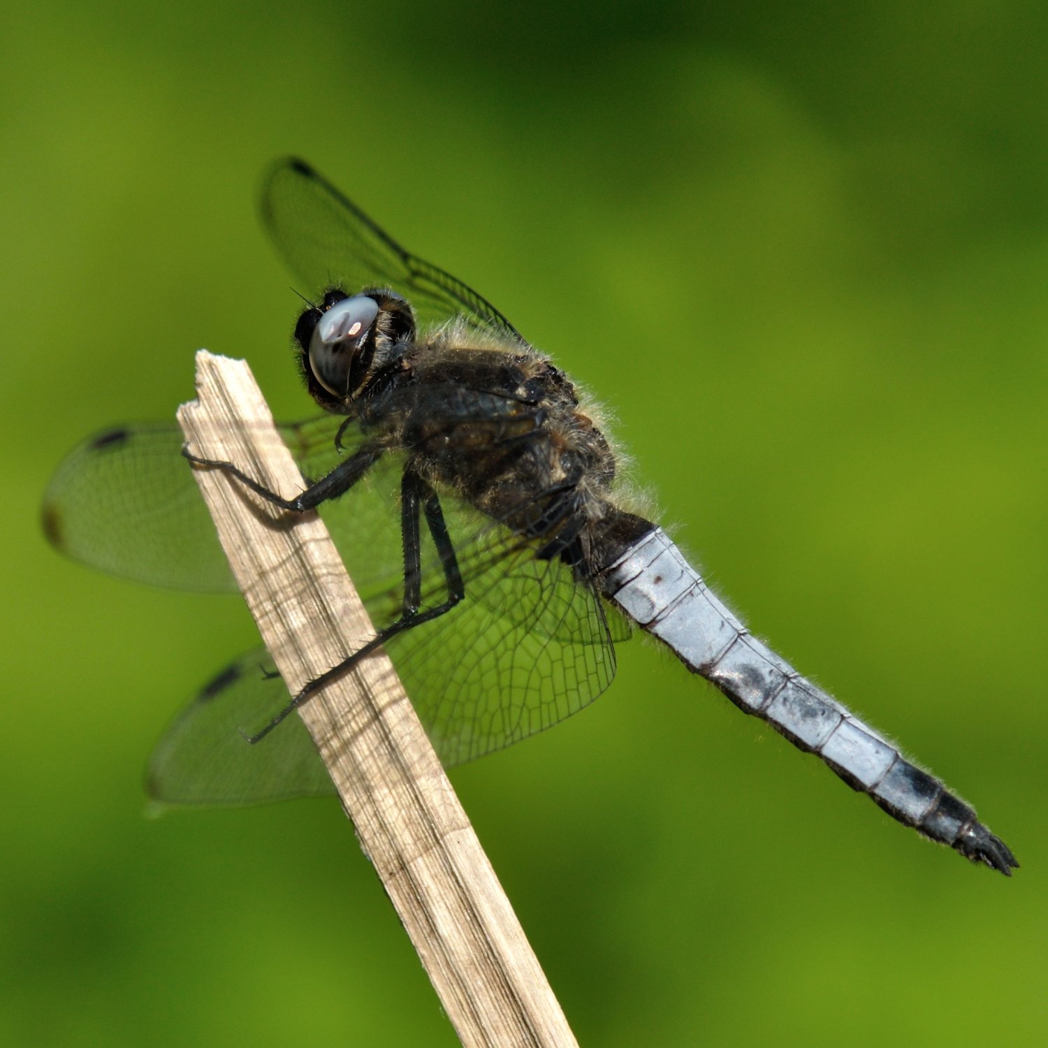 Réf. 198521 — INSECTA > Odonata > Libellulidae > Libellula fulva - www ...