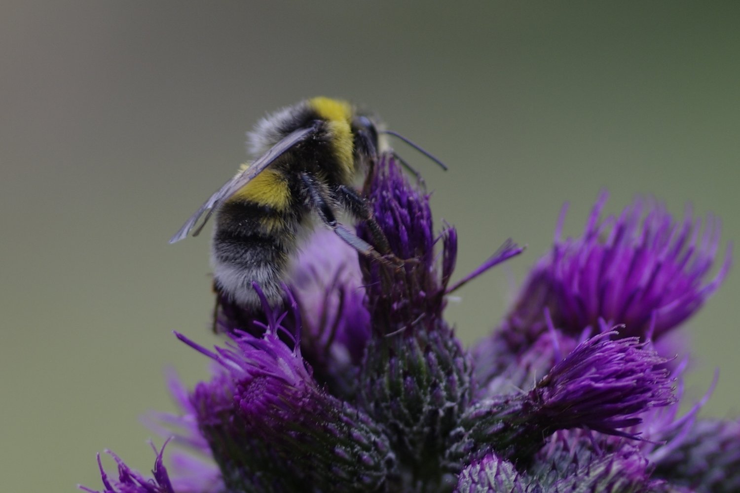 Réf. 198766 — INSECTA > Hymenoptera > Apidae > Bombus (Bombus) lucorum ...