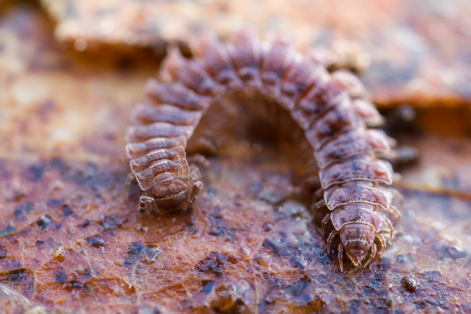 Réf. 198414 — DIPLOPODA > Polydesmida > Polydesmidae > Polydesmus sp ...