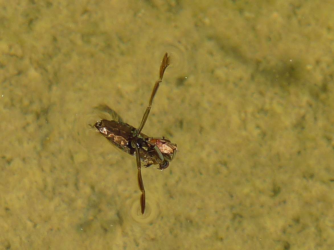 Réf. 198747 — INSECTA > Heteroptera > Notonectidae > Notonecta sp ...