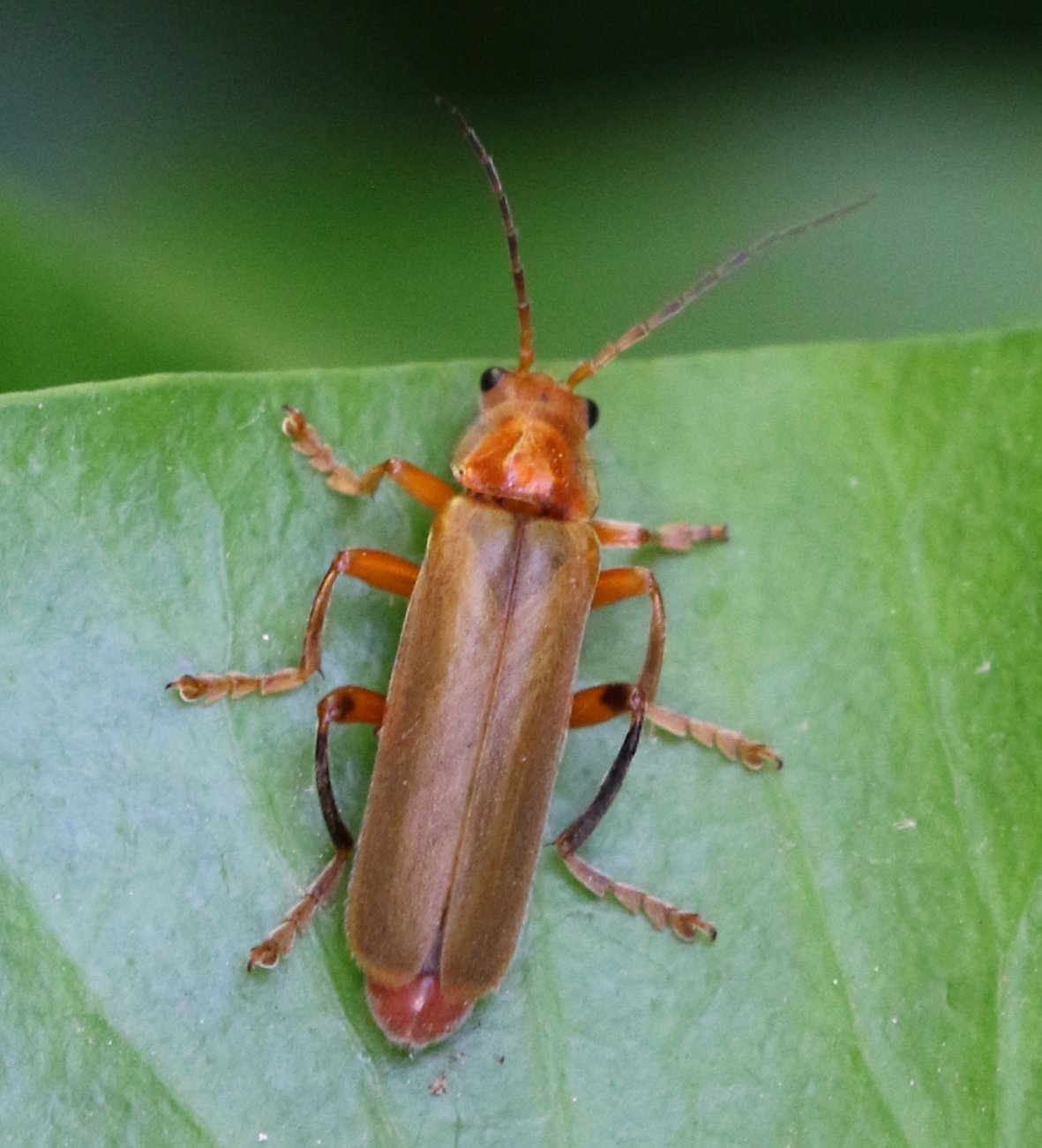 Réf. 198308 — INSECTA > Coleoptera > Cantharidae > Cantharis sp. - www ...