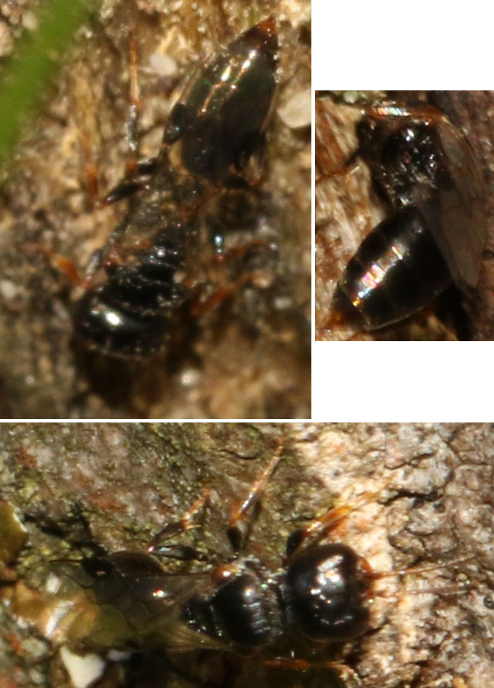 Réf. 198436 — INSECTA > Hymenoptera > Pemphredonidae > Stigmus pendulus ...