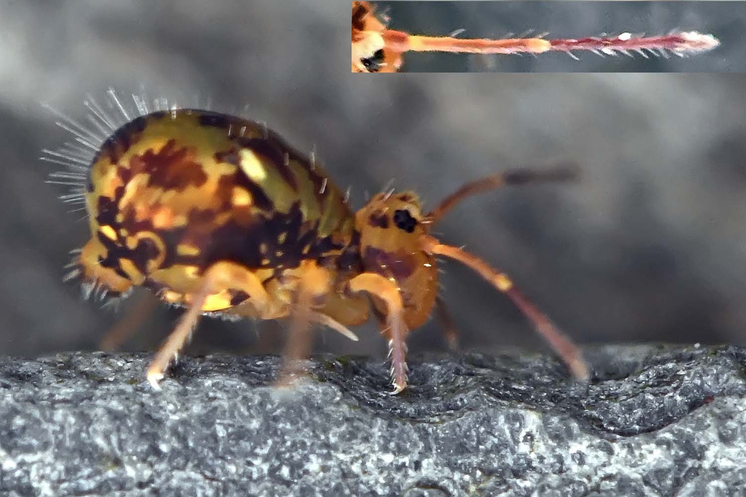 Réf. 198292 — ENTOGNATHA > Collembola > Dicyrtomidae > Dicyrtomina ...