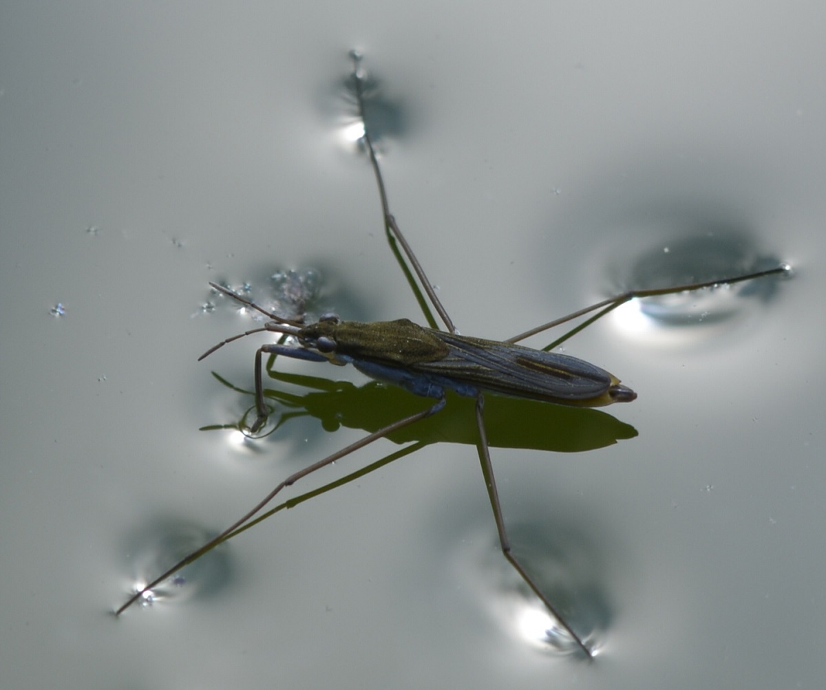 Réf. 199104 — INSECTA > Heteroptera > Gerridae > Gerris sp. - www ...