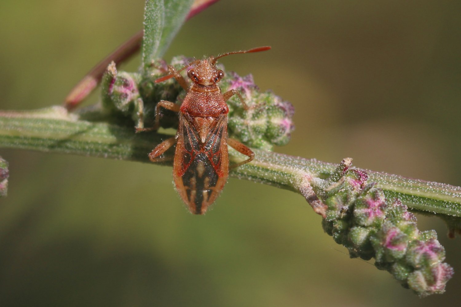Réf. 199901 — INSECTA > Heteroptera > Rhopalidae > Rhopalus (Rhopalus ...