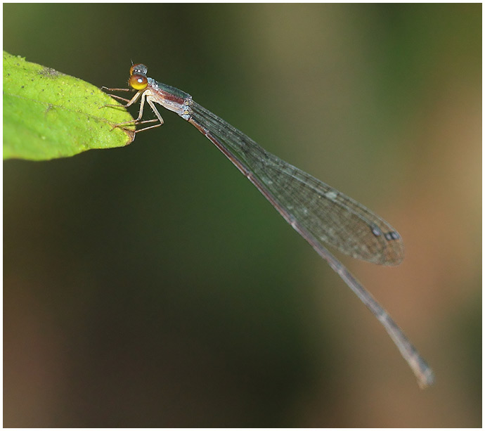 Réf. 199964 — INSECTA > Odonata > Protoneuridae > Psaironeura angeloi ...