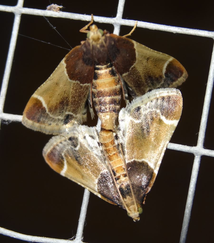 Réf. 199158 — INSECTA > Lepidoptera > Pyralidae > Pyralis farinalis ...