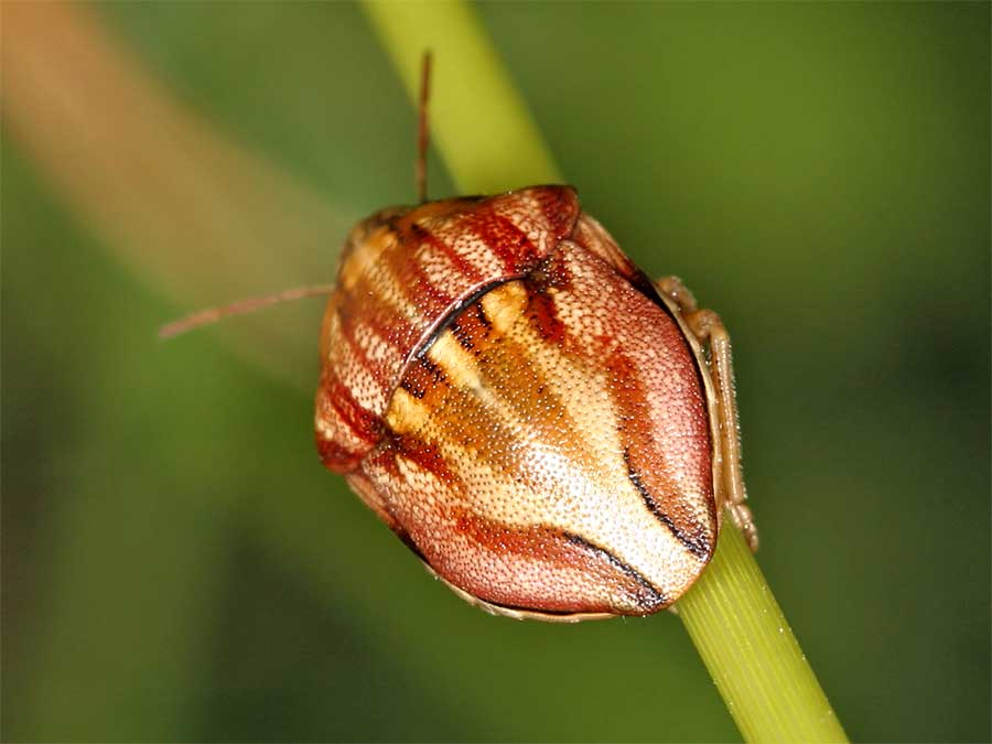 Réf. 2770 — INSECTA > Heteroptera > Scutelleridae > Odontotarsus ...