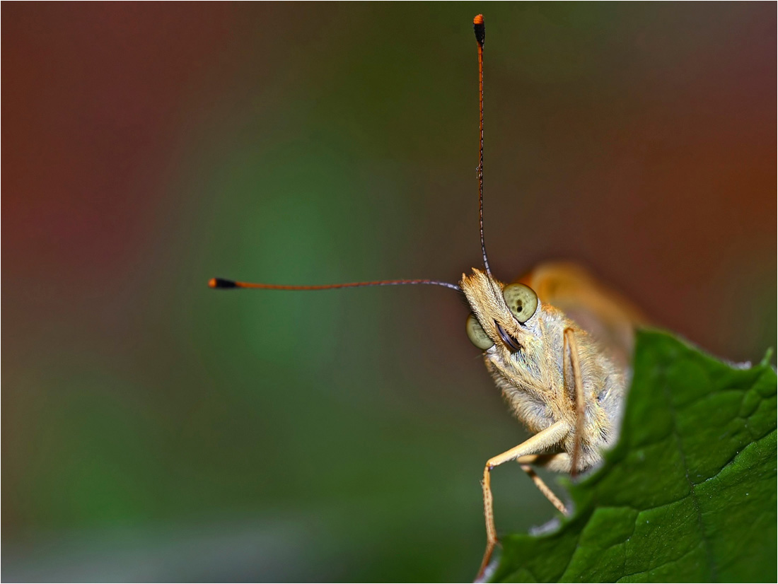 Réf. 20768 — INSECTA > Lepidoptera > Nymphalidae > Argynnis (Argynnis ...