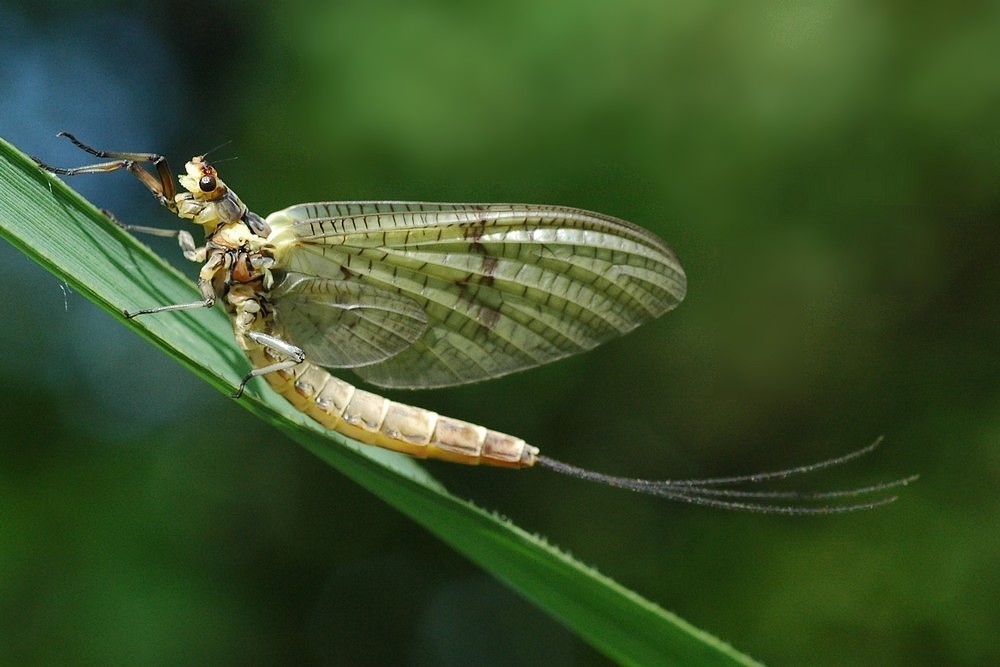 Réf. 20272 — INSECTA > Ephemeroptera > Ephemeridae > Ephemera danica ...