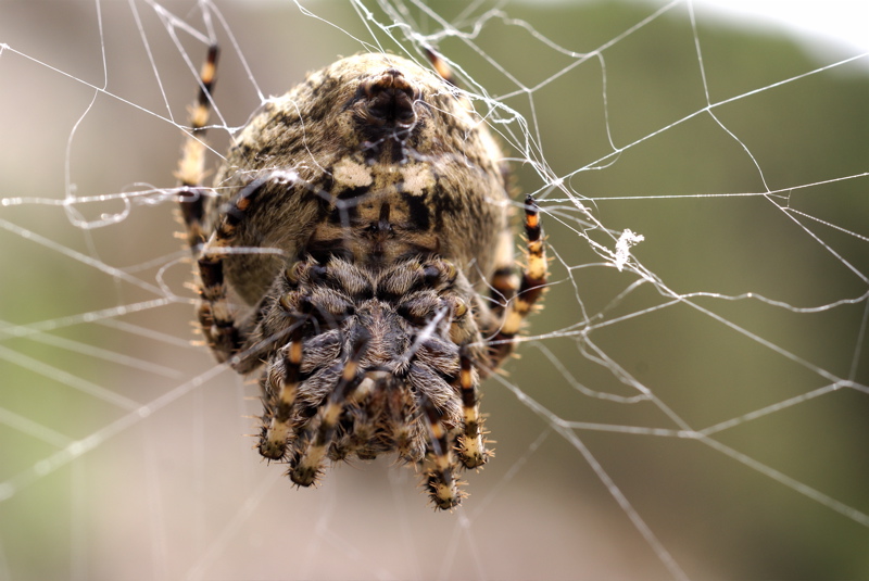 Réf. 20893 — ARACHNIDA > Araneae > Araneidae > Araneus angulatus - www ...