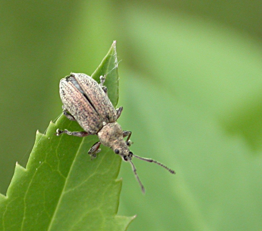 Réf. 20248 — INSECTA > Coleoptera > Curculionidae > Phyllobius ...