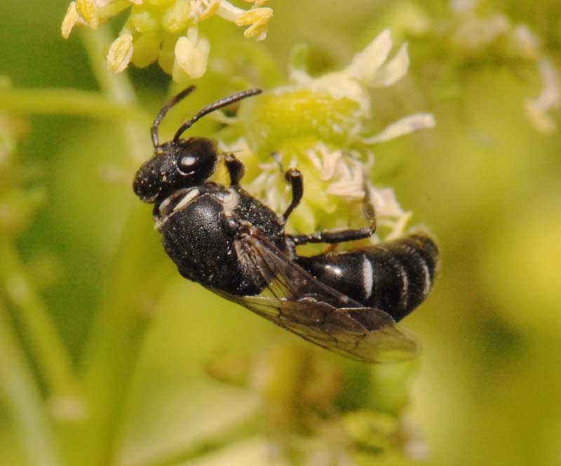 Réf. 20957 — INSECTA > Hymenoptera > Colletidae > Hylaeus (Prosopis ...