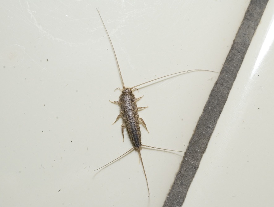 Réf. 20302 — INSECTA > Zygentoma > Lepismatidae > Ctenolepisma sp ...