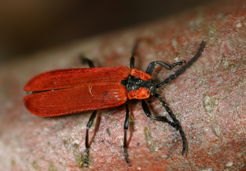 Réf. 20211 — INSECTA > Coleoptera > Lycidae > Lygistopterus sanguineus ...