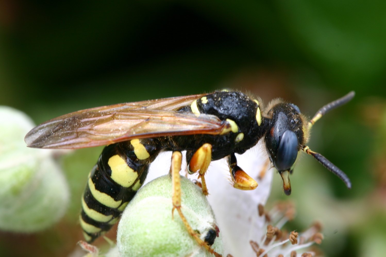 Réf. 20167 — INSECTA > Hymenoptera > Philanthidae > Philanthus ...