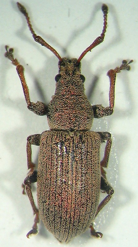 Réf. 20539 — INSECTA > Coleoptera > Curculionidae > Phyllobius sp ...