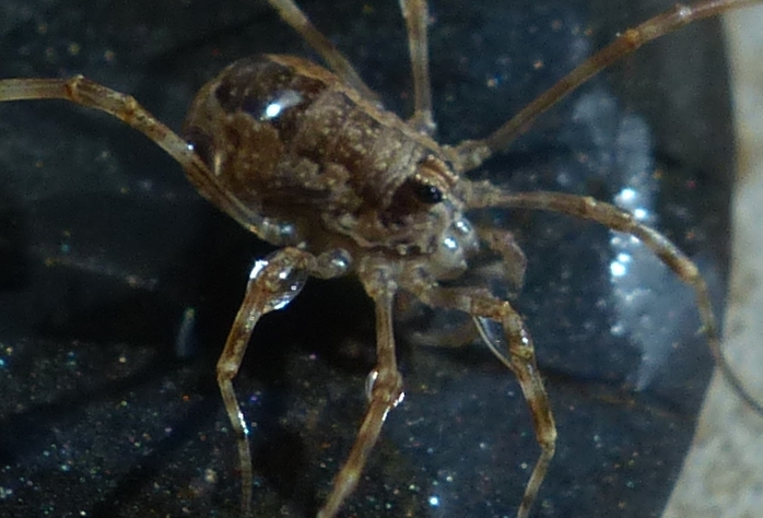 Réf. 200986 — ARACHNIDA > Opiliones > Phalangiidae > Rilaena ...