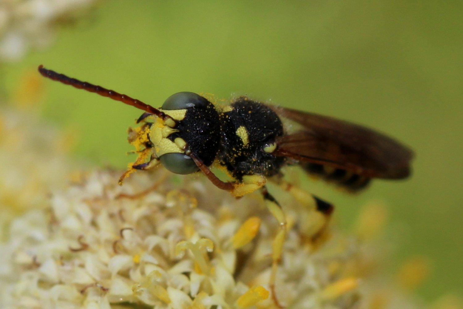 Réf. 200298 — INSECTA > Hymenoptera > Philanthidae > Cerceris ...