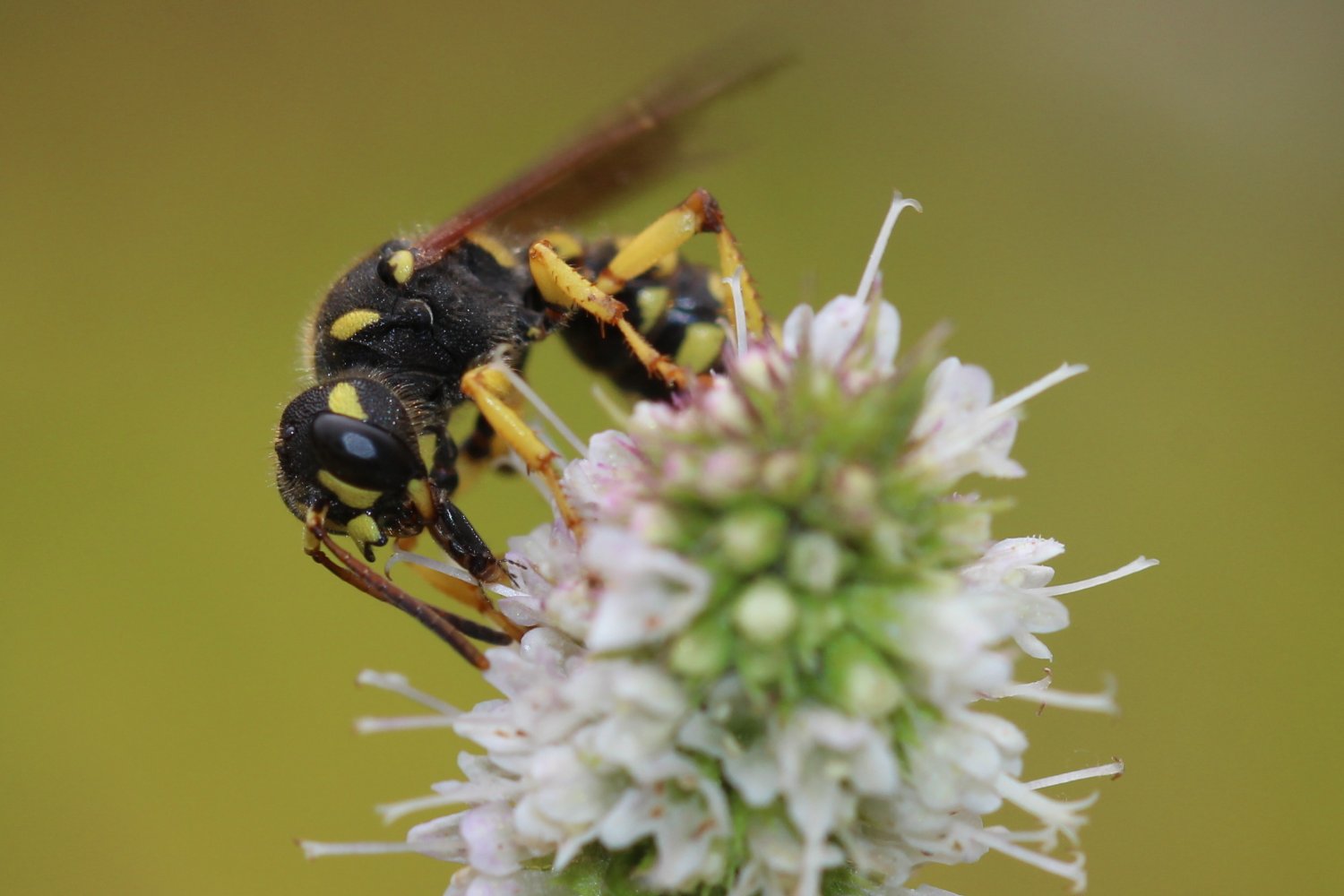 Réf. 200073 — INSECTA > Hymenoptera > Philanthidae > Cerceris ...