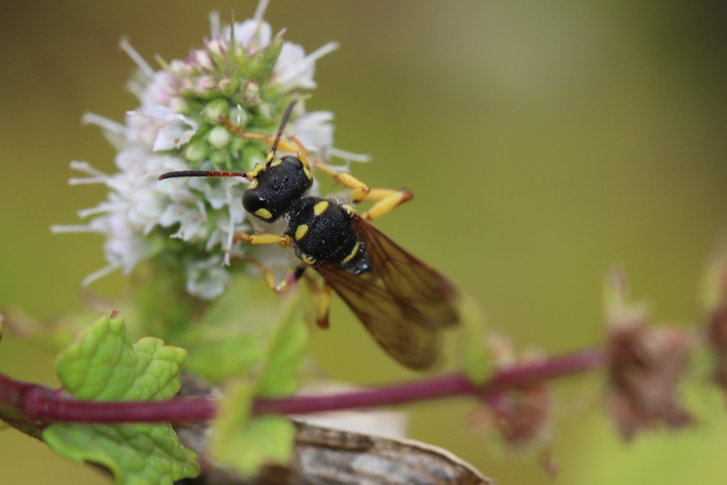 Réf. 200213 — INSECTA > Hymenoptera > Philanthidae > Cerceris ...