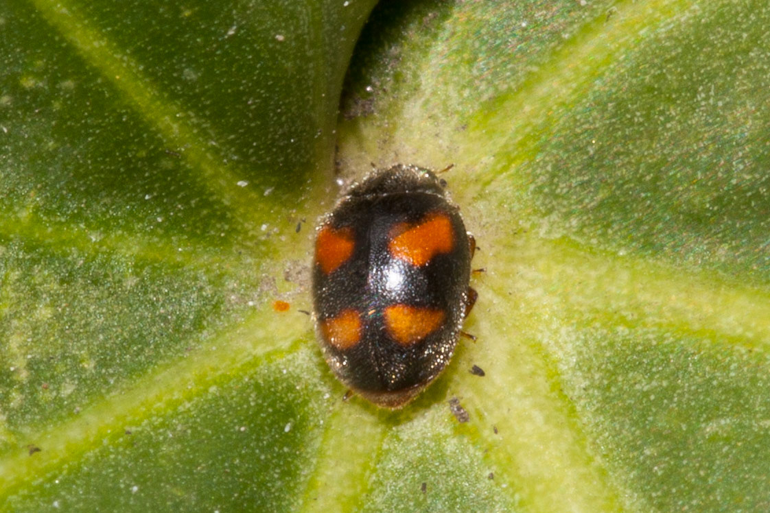 Réf. 201618 — INSECTA > Coleoptera > Coccinellidae > Nephus (Nephus ...
