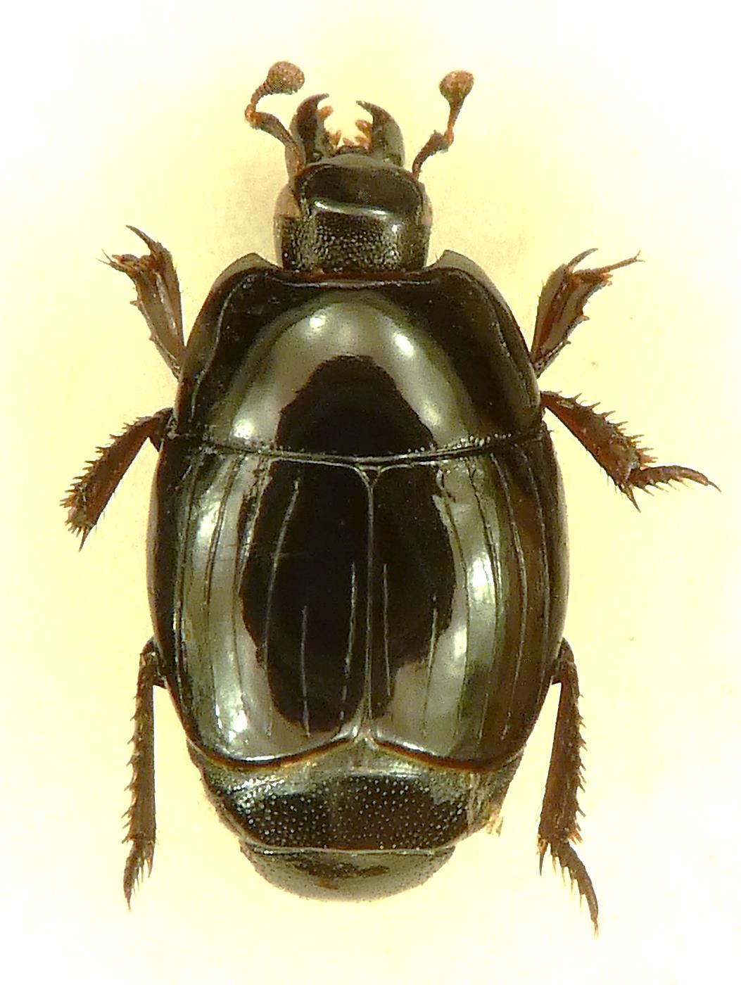 Réf. 201428 — INSECTA > Coleoptera > Histeridae > Atholus viennai - www ...