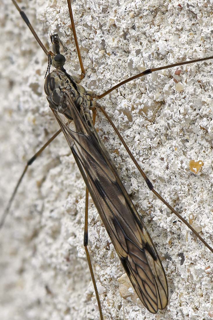 Tipula (Savtshenkia) rufina (Insecta, Diptera, Tipulidae) - www.galerie ...