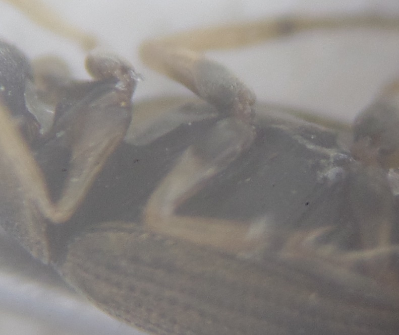 Réf. 202103 — INSECTA > Coleoptera > Hydrophilidae > Berosus (Berosus ...