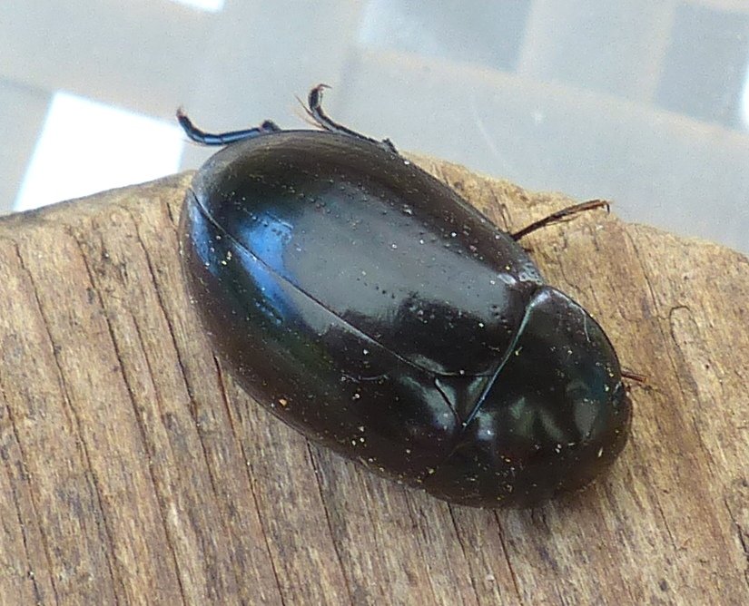 Réf. 202984 — INSECTA > Coleoptera > Hydrophilidae > Hydrochara ...