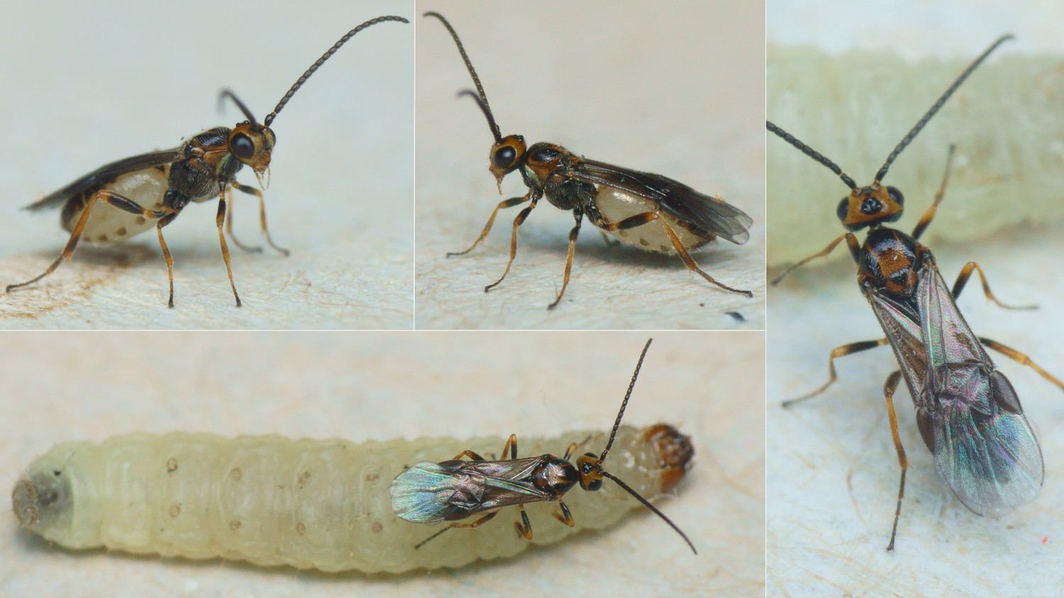 Bracon (Habrobracon) hebetor (Insecta, Hymenoptera, Braconidae) - www ...