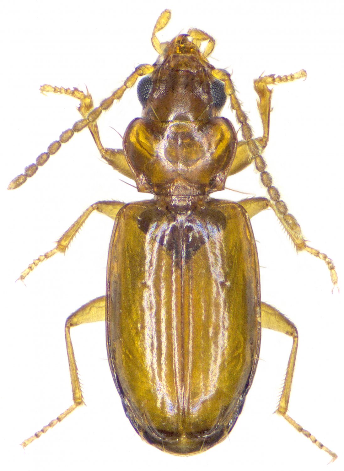 Réf. 203069 — INSECTA > Coleoptera > Carabidae > Tachys (Eotachys ...