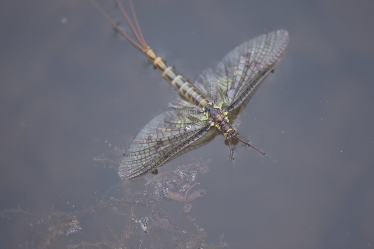 Réf. 204670 — INSECTA > Ephemeroptera > Ephemeridae > Ephemera vulgata ...