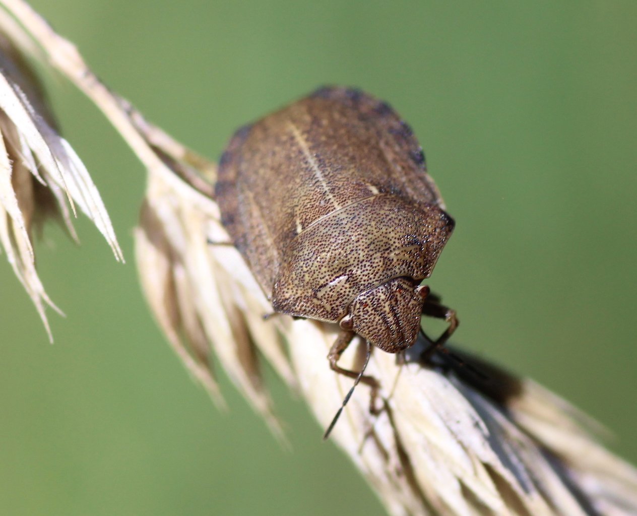 Réf. 204680 — INSECTA > Heteroptera > Scutelleridae > Eurygaster ...