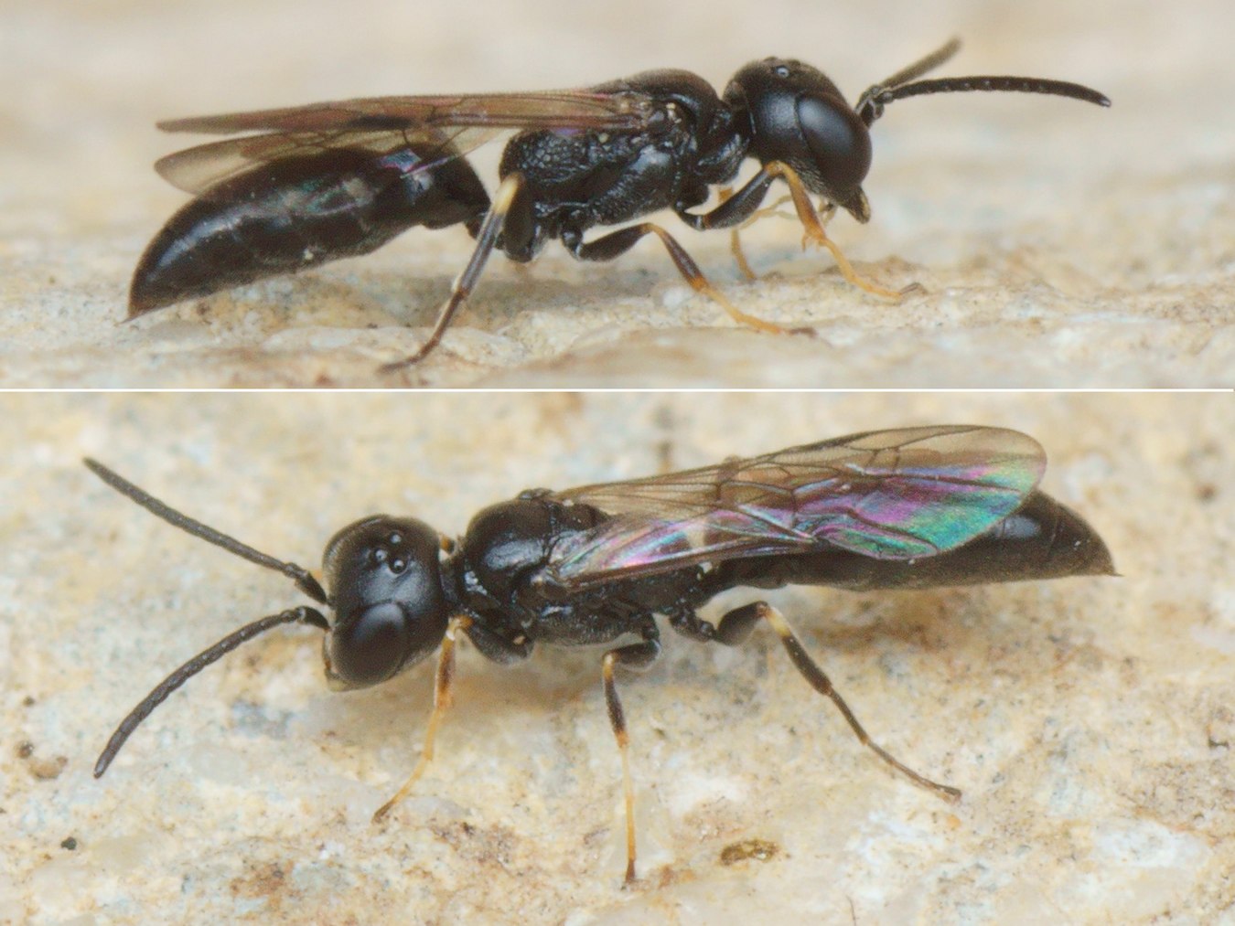 Réf. 204323 — INSECTA > Hymenoptera > Pemphredonidae > Passaloecus ...