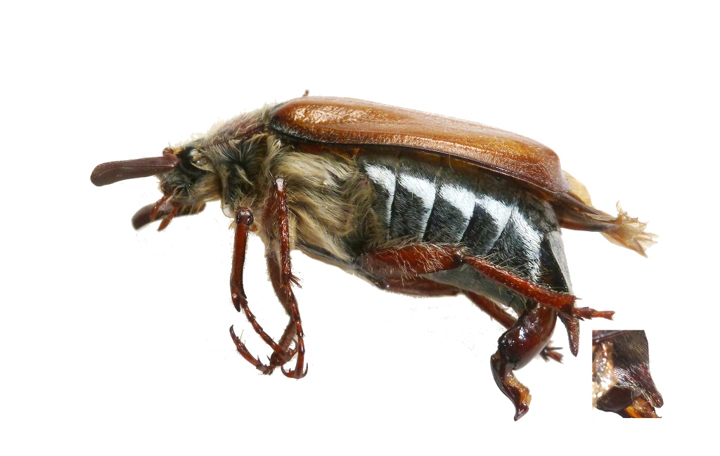 Réf. 205813 — INSECTA > Coleoptera > Scarabaeidae > Melolontha ...