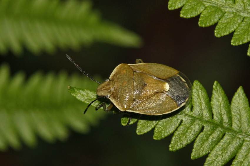 Chlorochroa (Rhytidolomia) pinicola (Insecta, Heteroptera, Pentatomidae ...