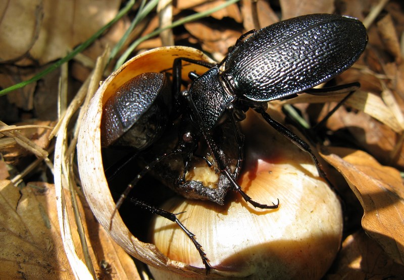 Réf. 206226 — INSECTA > Coleoptera > Carabidae > Carabus (Megodontus ...