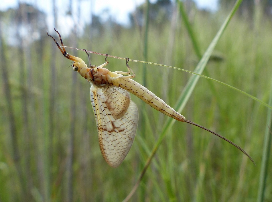 Réf. 206038 — INSECTA > Ephemeroptera > Ephemeridae > Ephemera glaucops ...